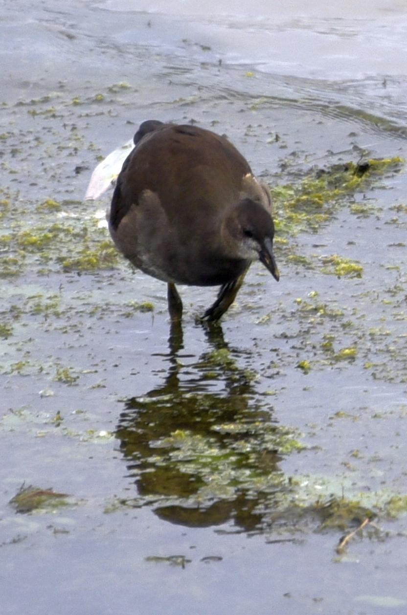 Monday, 2 September – Windermere, Bow Lee Beck, Staindrop café, RSPB ...